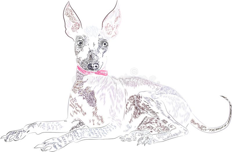 Dog Breed Xolo Drawn in Graphic Style in Illustrator Stock Illustration ...