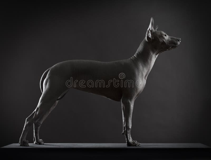 Xoloitzcuintle Dog on Low Key Photo Stock Photo - Image of black ...