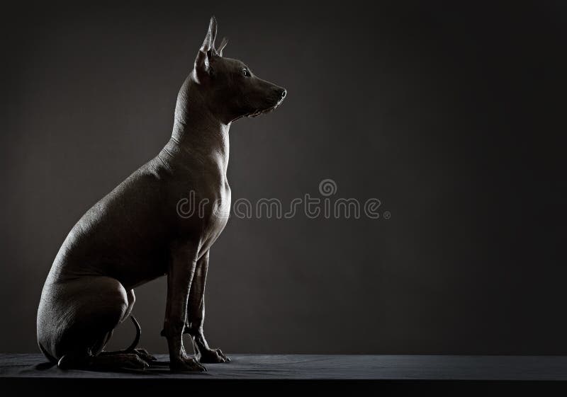 Sentada Del Perro De Xoloitzcuintle, Fondo Blanco Foto de archivo ...