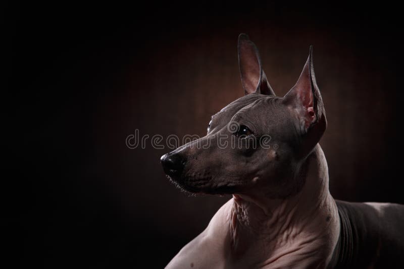 Xoloitzcuintle - Raza Mexicana Sin Pelo Del Perro, Retrato Del Estudio ...