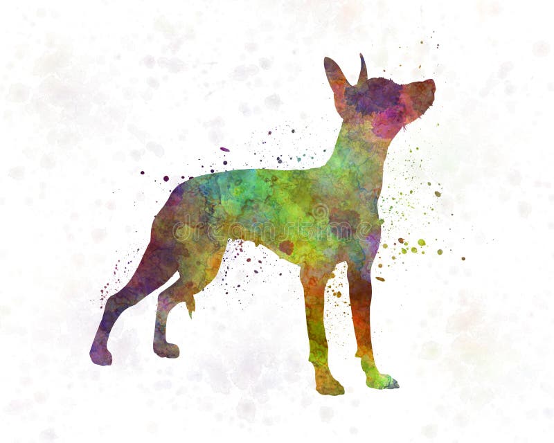 Xoloitzcuintle in Watercolor Stock Illustration - Illustration of wall ...