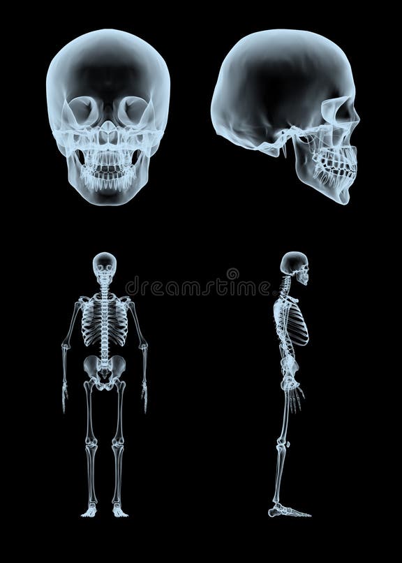 Skeleton Xray Stock Illustrations – 11,779 Skeleton Xray Stock ...