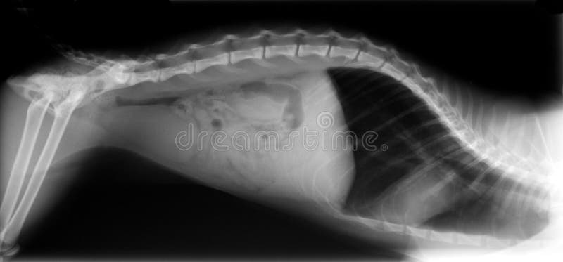 Cat Hip Xray Stock Photos - Free & Royalty-Free Stock Photos from ...