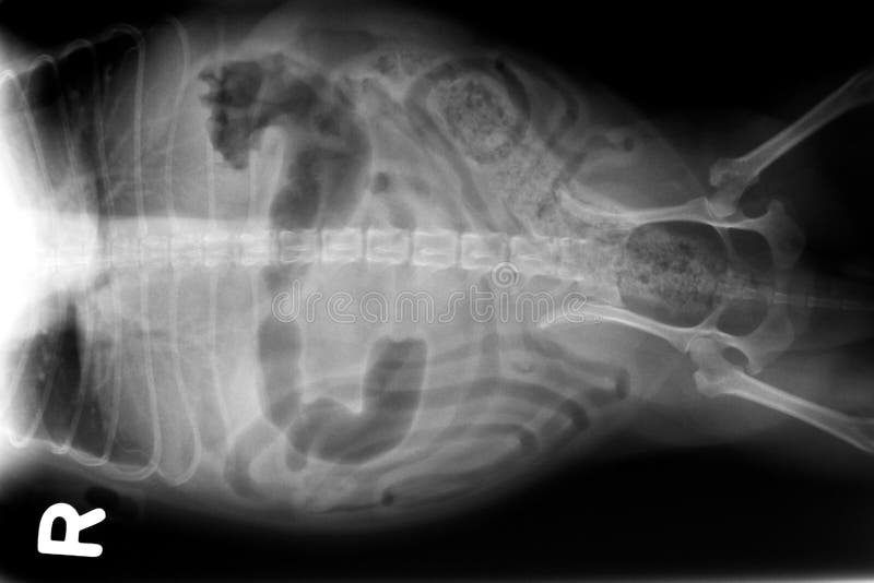 Xray of dog abdomen stock photo. Image of animal, bone - 30749542