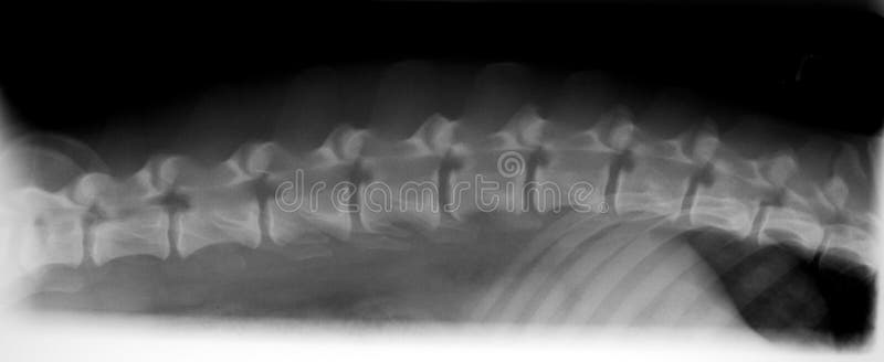 X ray of dogs cervical spine - miklim