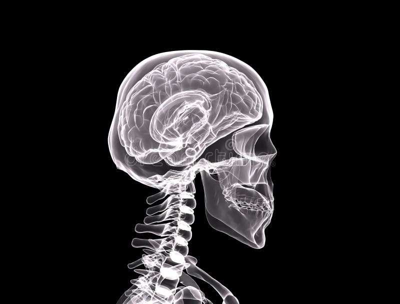 Xray/Face side view stock illustration. Illustration of hospital - 11604600