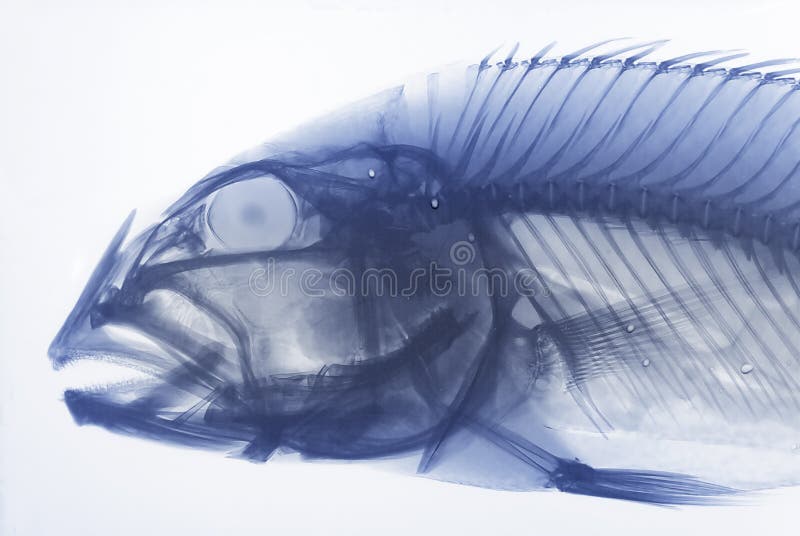 Xray of a Fish stock photo. Image of fish, piranha, radiography - 24800666