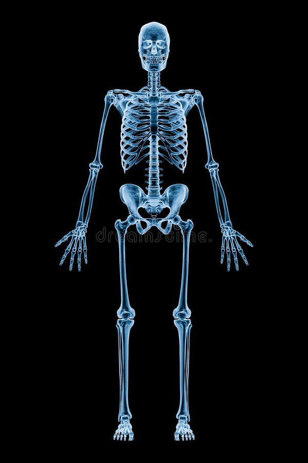 Xray Image of Anterior or Front View of Full Human Skeletal System or ...