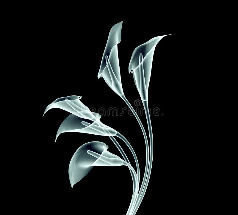 Floral Xray Blossom Beautiful Bloom Background Spring Leaf Nature ...
