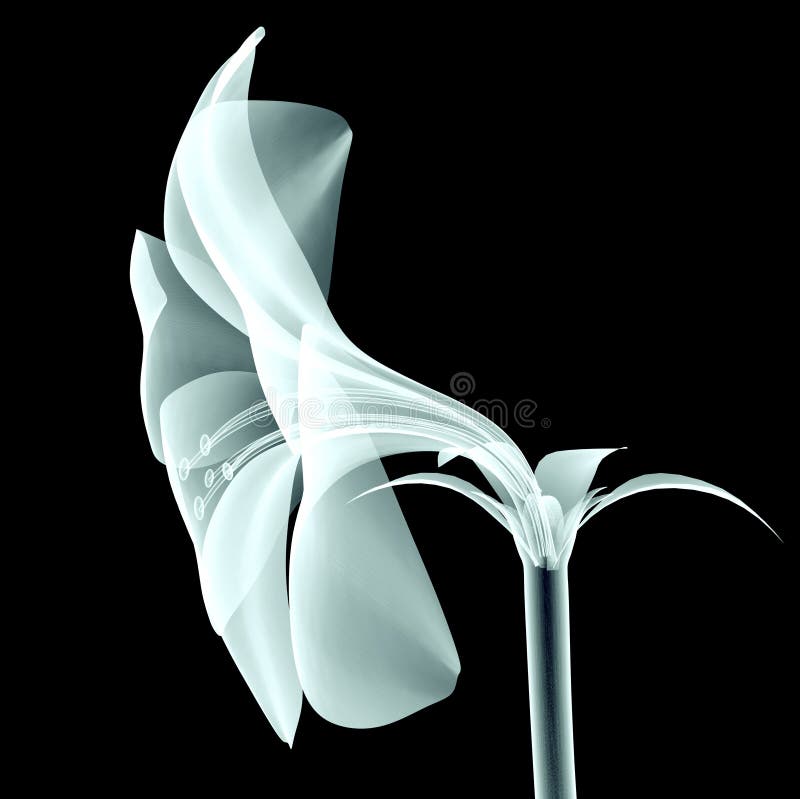 Floral Xray Blossom Beautiful Bloom Background Spring Leaf Nature ...