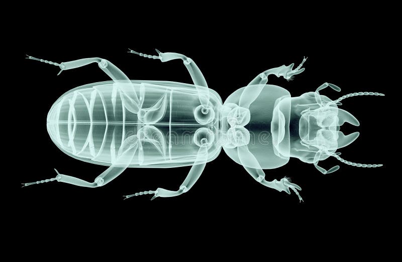Xray Image of an Insect Isolated on Black with Clipping Path,, 3 Stock ...