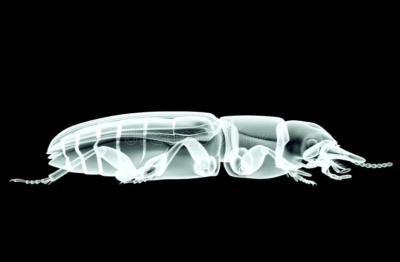Xray Image of an Insect Isolated on Black with Clipping Path, 3D ...