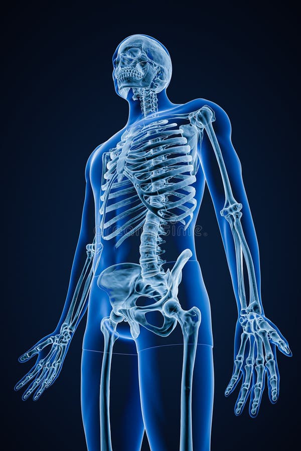 Xray Image Of Low Angle Anterior Or Front View Of Accurate Human