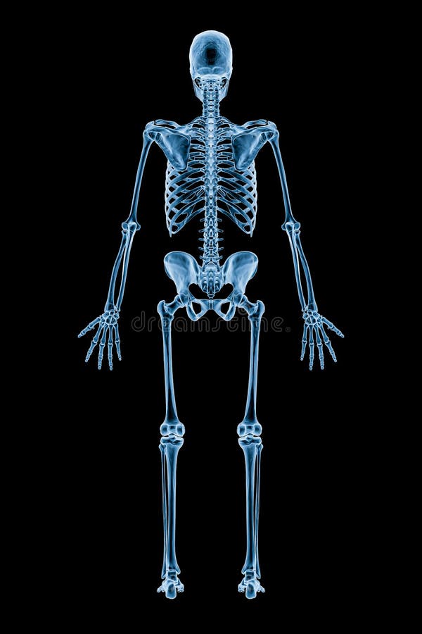 X Ray Human Skeleton