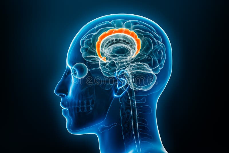 Xray Lateral or Profile View of the Cingulate Gyrus or Cortex 3D ...