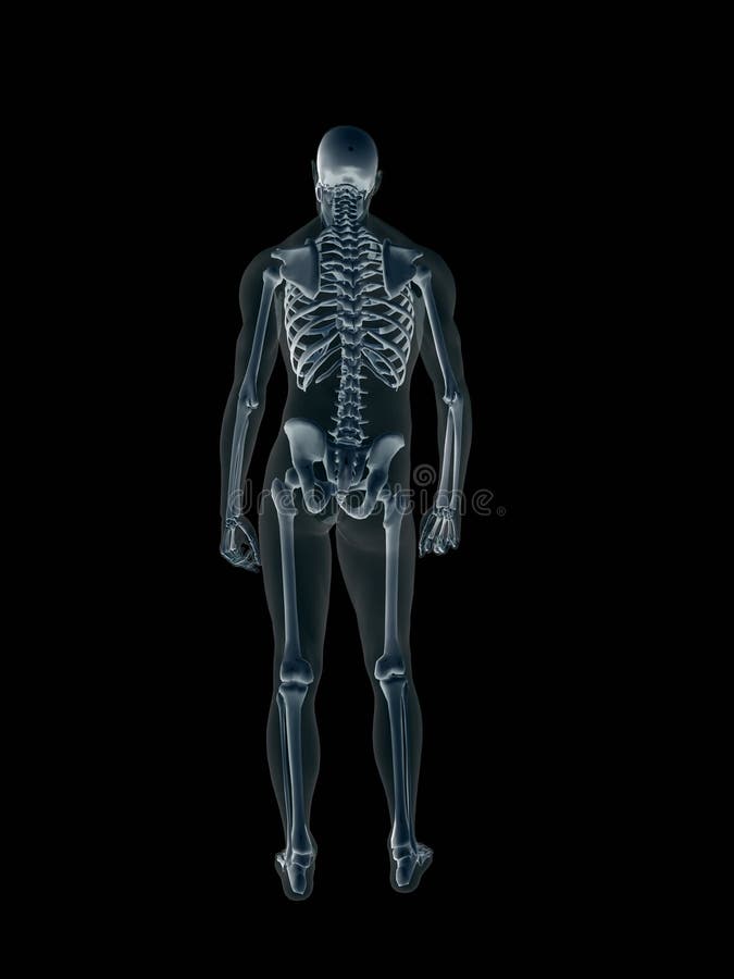 Xray, X-ray Of The Human Male Body. Royalty Free Stock Photography ...