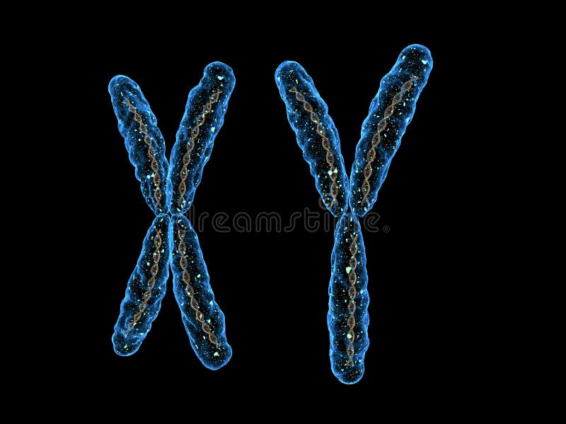 Xy-chromosomes stock illustration. Illustration of microcell - 11898062
