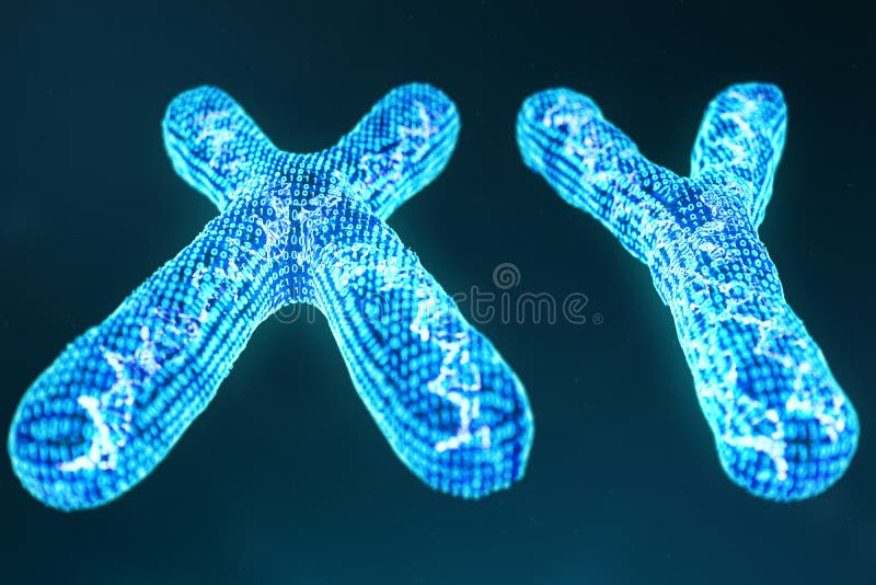 XY Digital, Artificial Chromosomes with DNA Carrying the Genetic Code ...