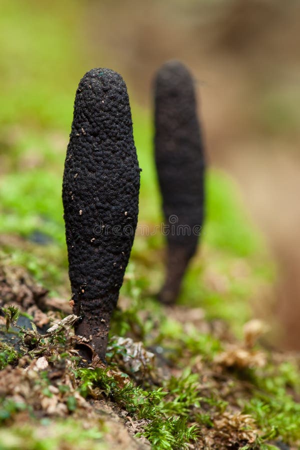 Xylaria hypoxylon stock photo. Image of fungi, environment - 61275700