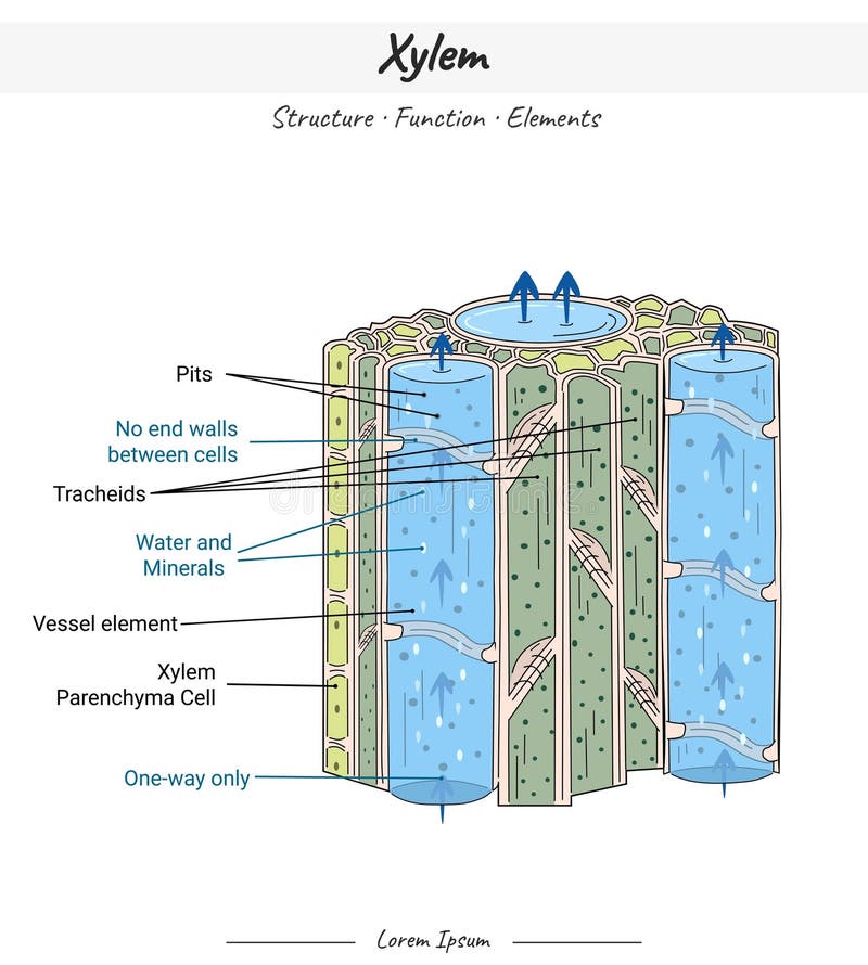Xylem Tree Stock Illustrations – 93 Xylem Tree Stock Illustrations ...
