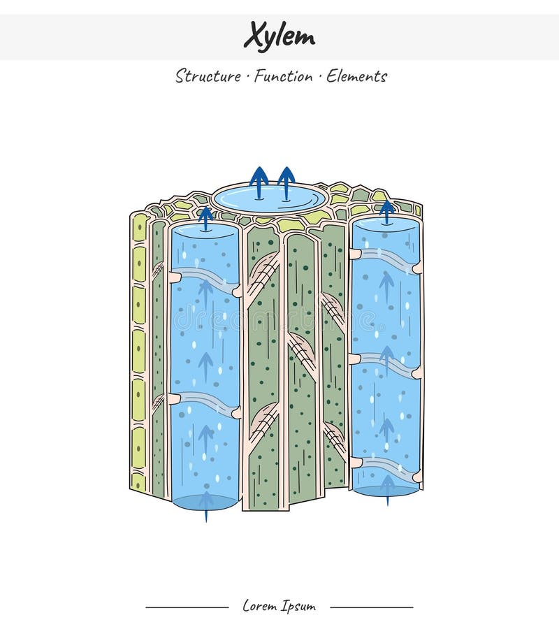 Xylem Vector Stock Illustrations – 154 Xylem Vector Stock Illustrations ...