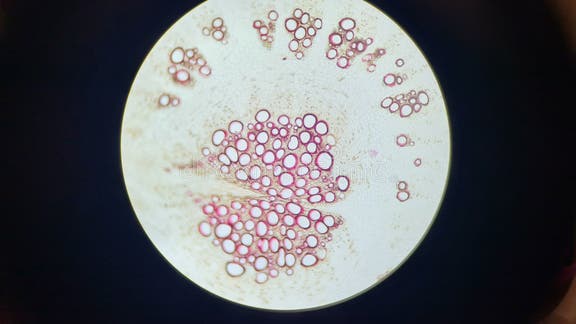 Xylem and Other Tissues of Beet Root Under a Microscope Stock Image ...