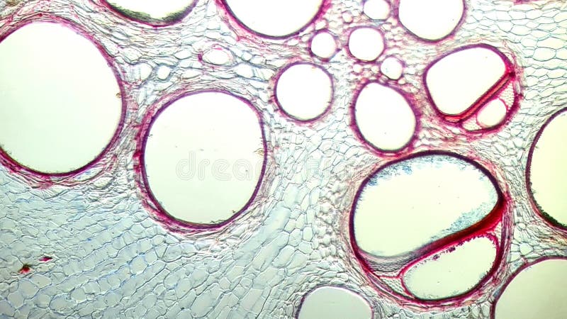 Secondary Structure of Pumpkin Root, Microscopic Photography Stock ...