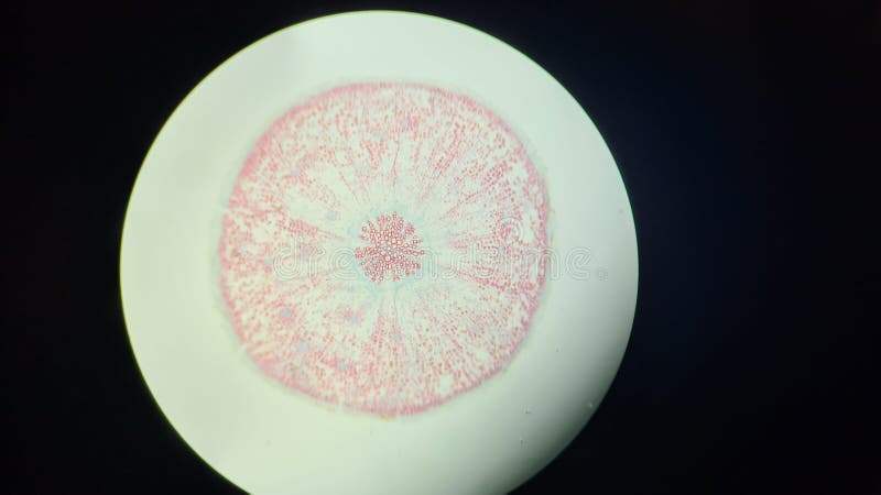 Xylem and Phloem in the Carrot Root, Microscopic Photography Stock ...