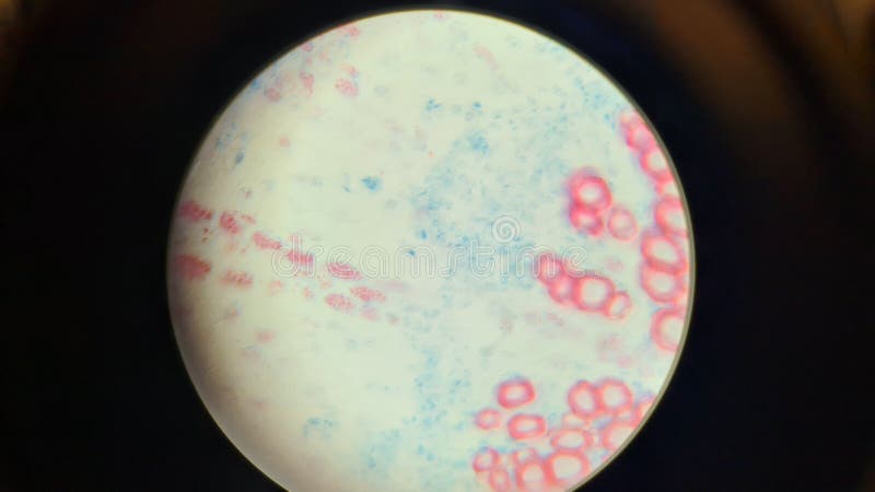 Xylem and Phloem in the Carrot Root, Microscopic Photography Stock ...