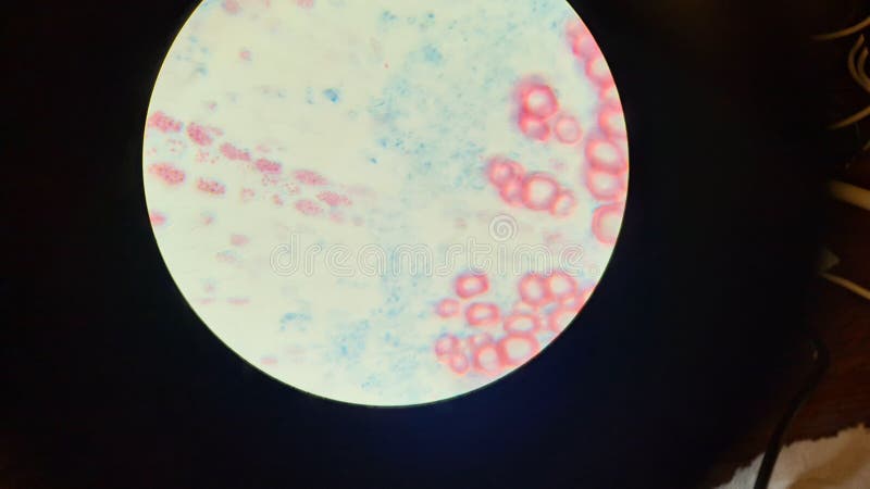 Xylem and Phloem in the Carrot Root, Microscopic Photography Stock ...