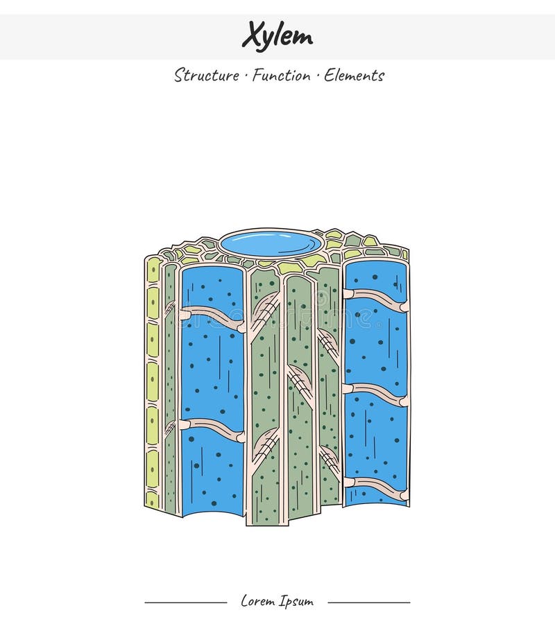 Xylem Structures and Elements Illustration Stock Vector - Illustration ...