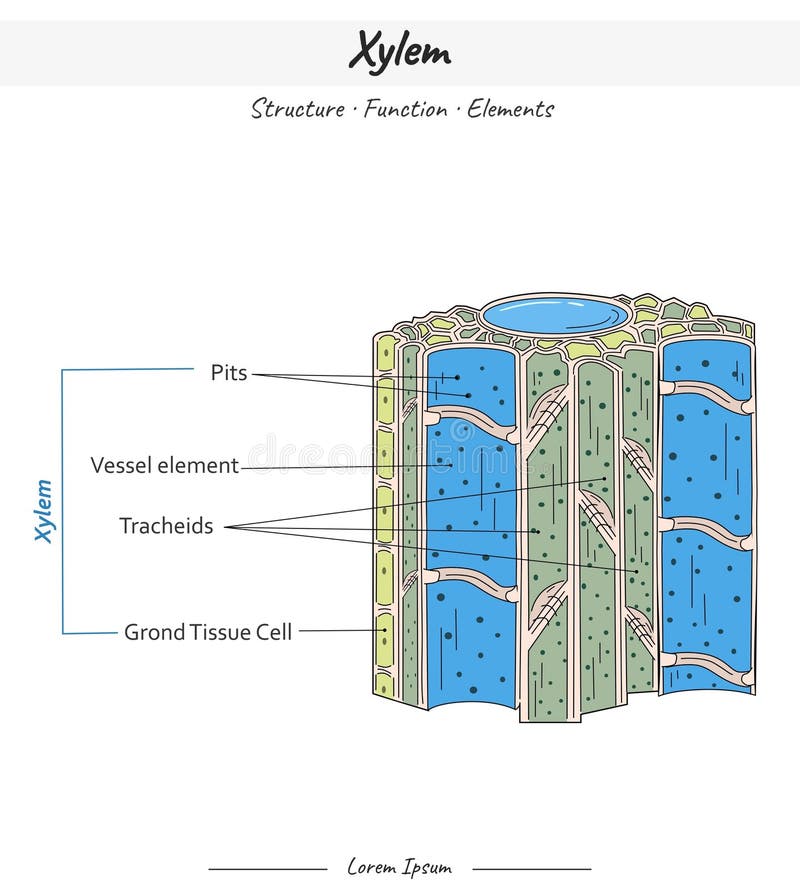Xylem Cell Structure Why Are Xylem And Phloem Called Complex Tissues.
