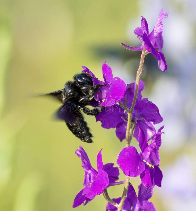 Xylocopa Valga, Carpenter Bee. an Insect Gathers Nectar Stock Image ...