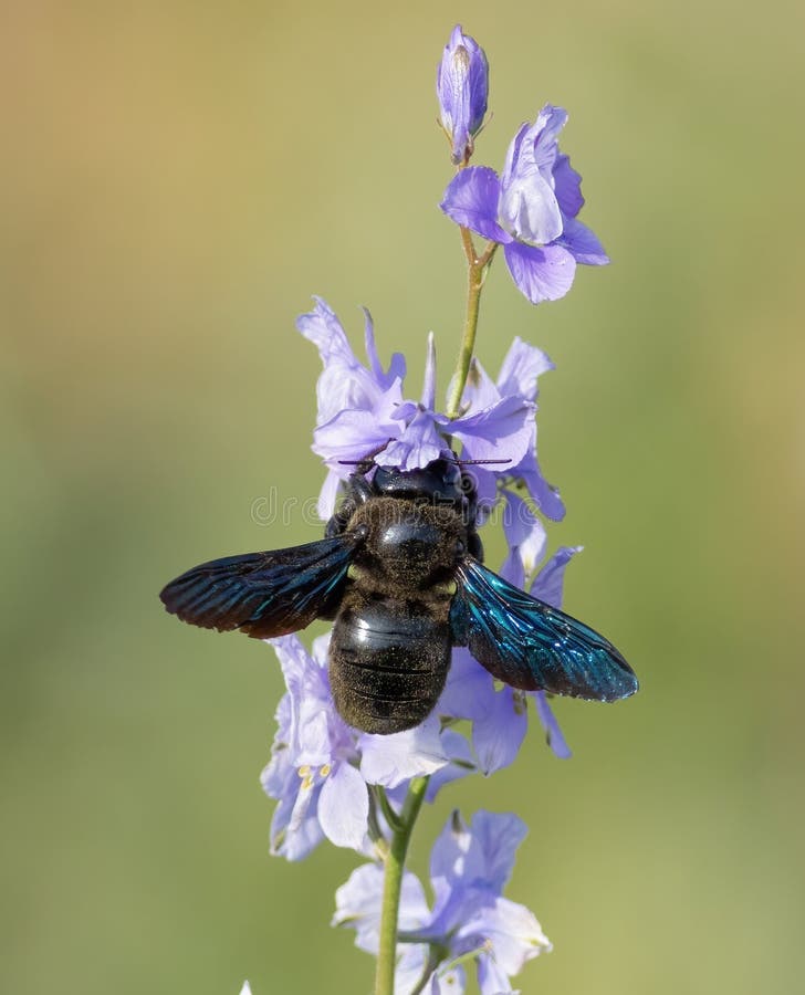 Xylocopa Valga, Carpenter Bee. an Insect Gathers Nectar Stock Photo ...