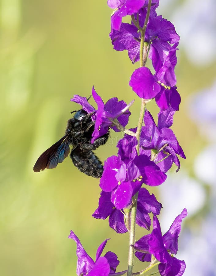 Xylocopa Valga, Carpenter Bee. an Insect Sitting on a Flower Stock ...