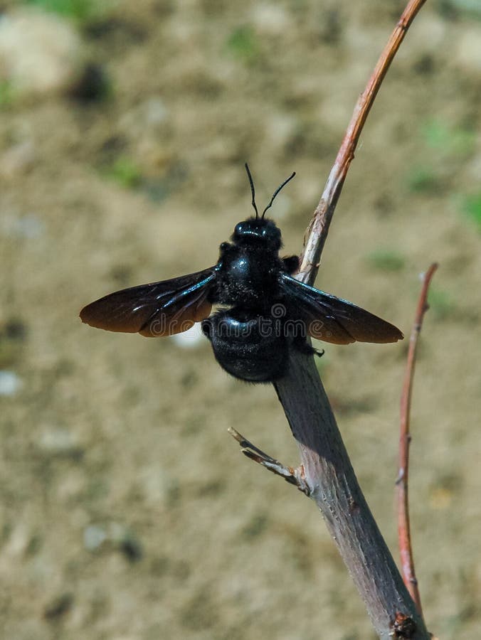 (Xylocopa Violacea), Big Carpenter Bee Resting Stock Photo - Image of ...