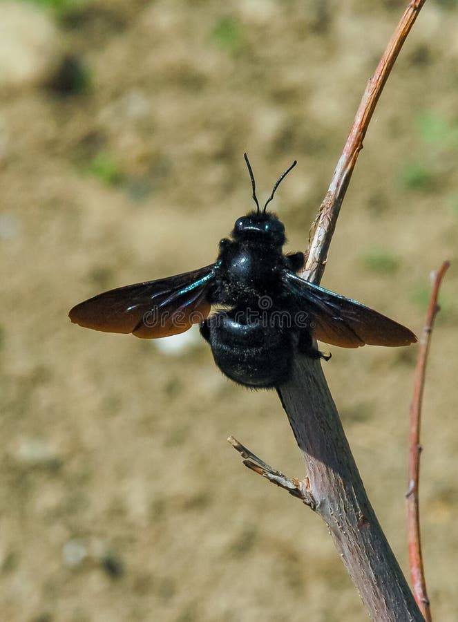 (Xylocopa Violacea), Big Carpenter Bee Resting Stock Image - Image of ...