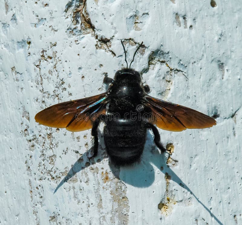 (Xylocopa Violacea), Big Carpenter Bee Resting Stock Image - Image of ...