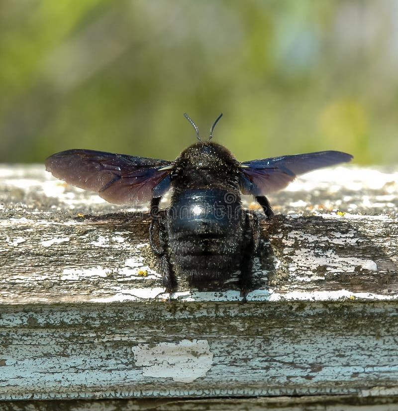 (Xylocopa Violacea), Big Carpenter Bee Resting Stock Photo - Image of ...