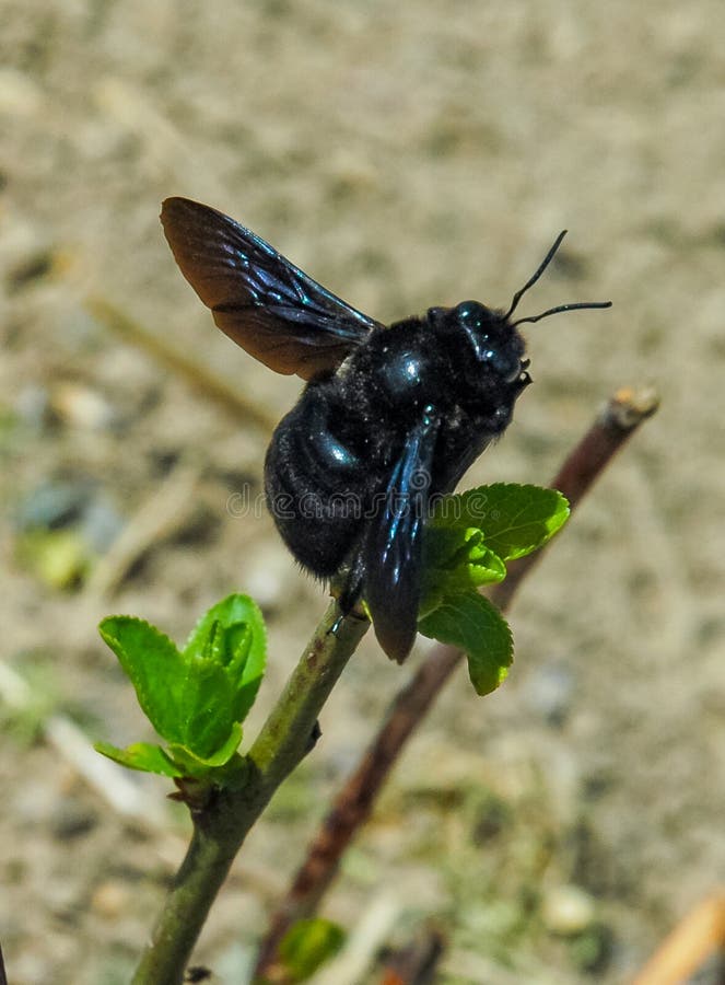 (Xylocopa Violacea), Big Carpenter Bee Resting Stock Image - Image of ...
