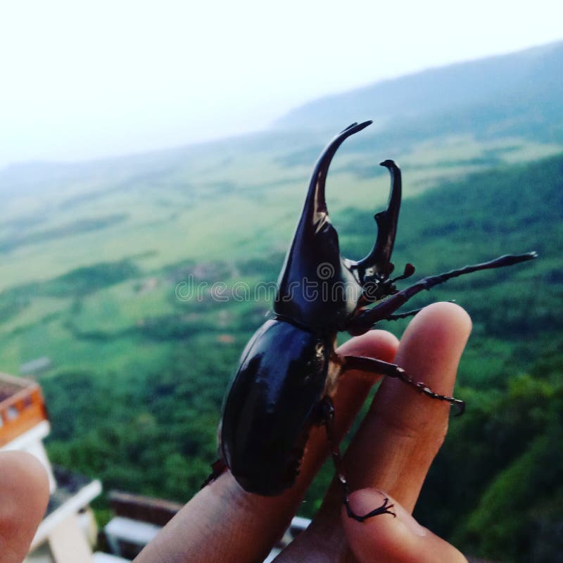 Xylotrupes Gideon Long Horn Bettle Stock Image - Image of bettle ...