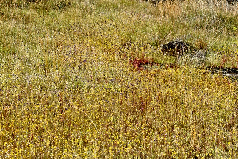 Xyris Pauciflora Willd.flower (XYRIDACEAE) on Ground Stone Stock Photo ...