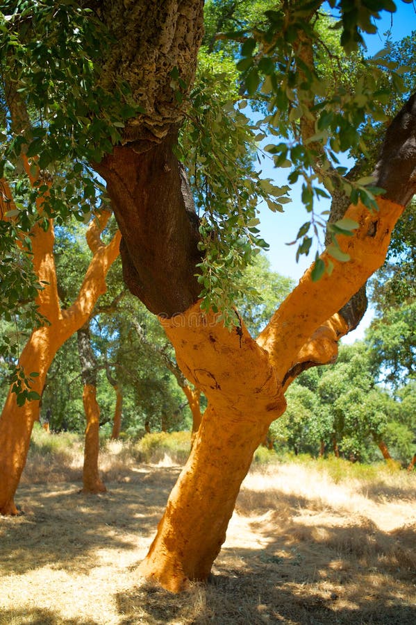 Cork Oak Trees in Extremadura Stock Photo - Image of tourism, winter ...