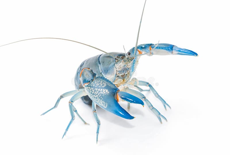 Two crayfish fighting stock photo. Image of eating, green - 236209348