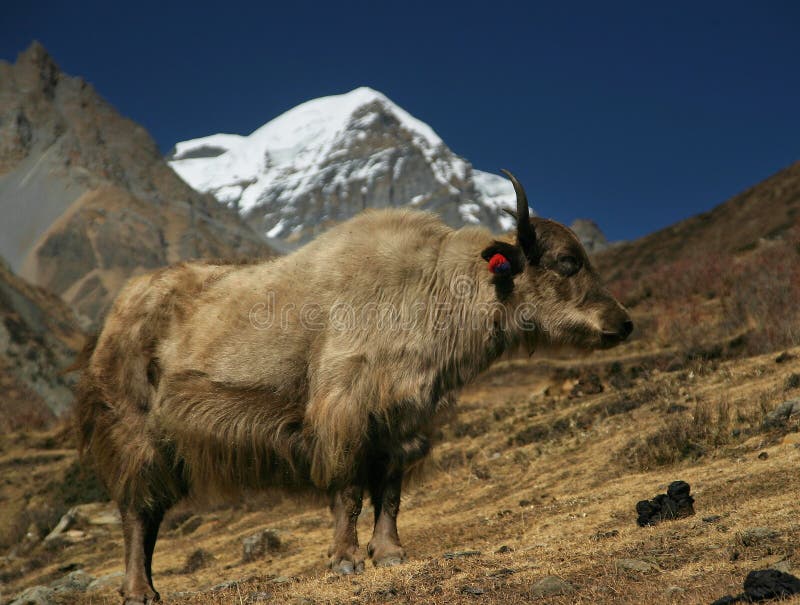 Yac in Nepal stock photo. Image of rock, tibet, mountain - 29107090