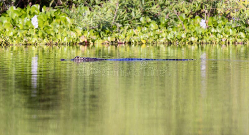 Yacare Caiman (Caiman Yacare) in the Water in Brazil in Brazil Stock ...