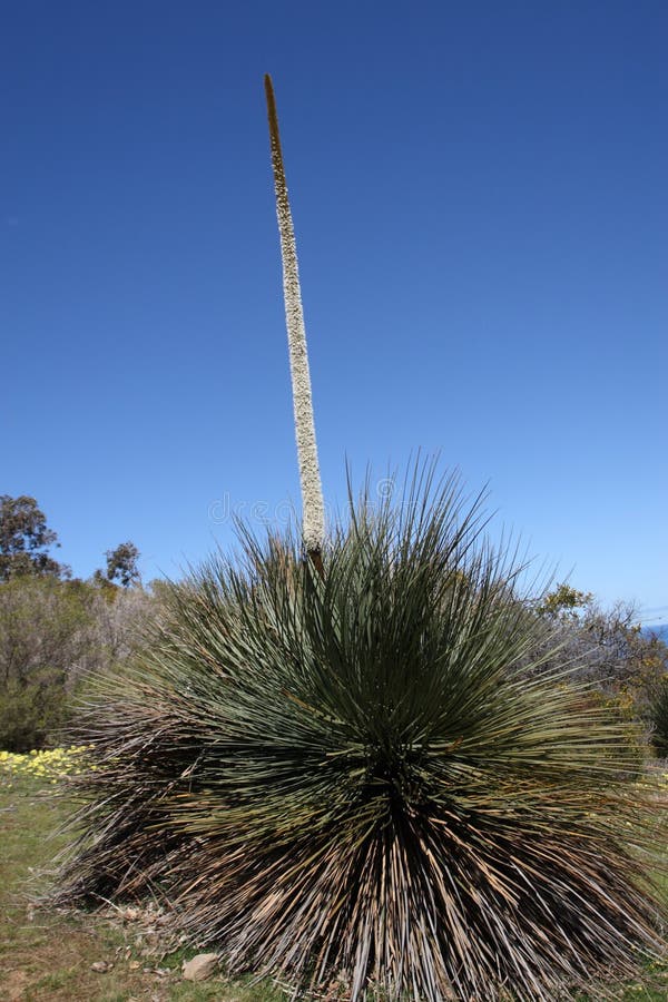Yacca Plant, Australia stock image. Image of flora, yacca - 6967855