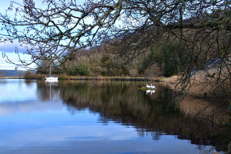 Swans with Reflection stock photo. Image of swan, water - 44546808