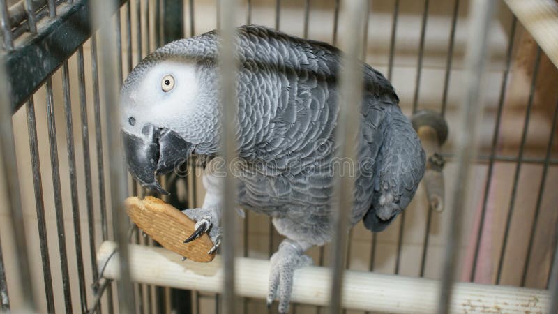 Yaco stock image. Image of african, poultry, animal, yaco - 49249485