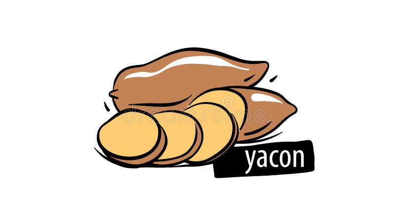 Yacon Dibujado Aislado En Un Fondo Blanco Ilustración del Vector ...